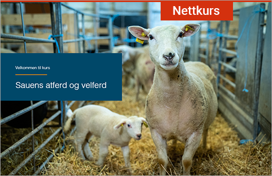 Sauens atferd og velferd - for produsenter – Animalia