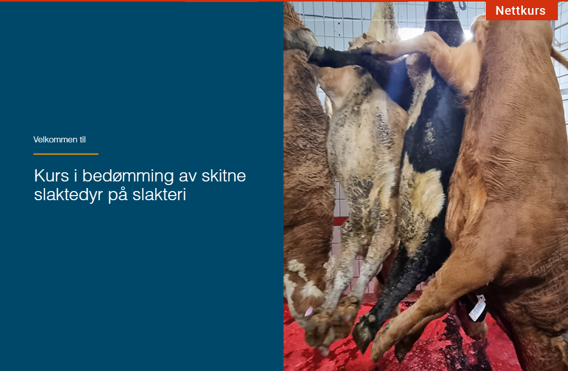 Bedømming av skitne slaktedyr på slakteri – Animalia